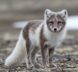 Adaptations of Arctic Foxes Changing Coat Colors Seasonally - Fauna ...
